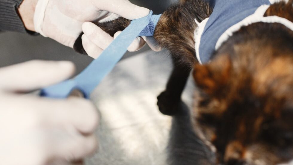 Experienced Emergency Surgical Care | Strachan Vets