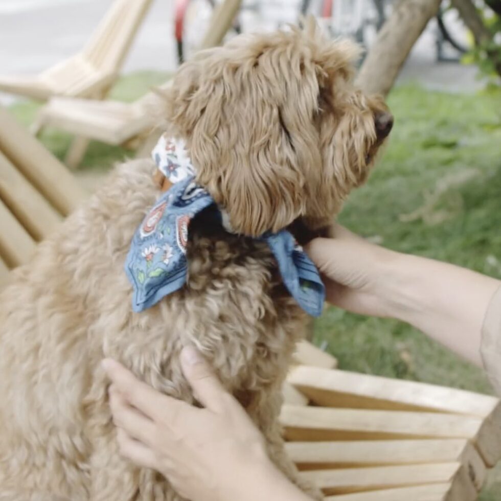 Strachan Vets - Veterinary Practice in Heaton and Tynemouth