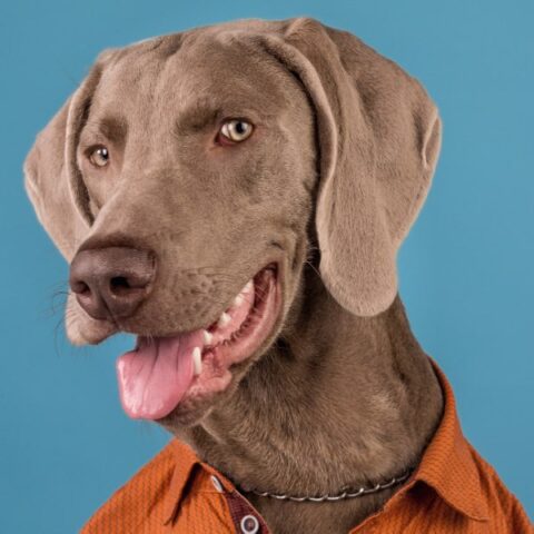 Strachan Vets - Veterinary Practice in Heaton and Tynemouth